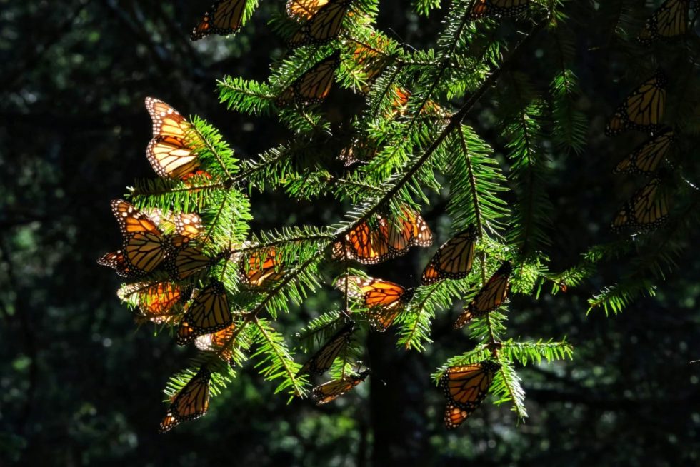 Winter at the Monarch Butterfly Sanctuary