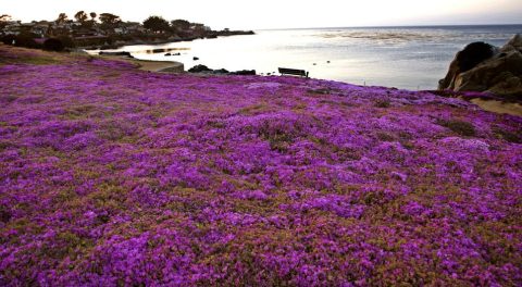 Lovers Point Park in Pacific Grove, California