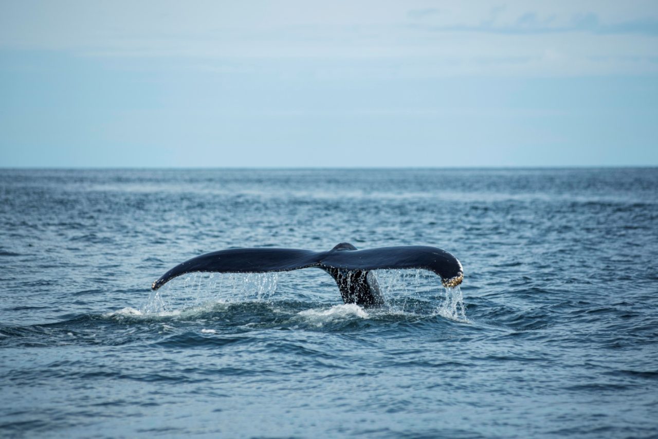 Spring in Pacific Grove: Wildflowers, Whale Watching & Scenic Drives